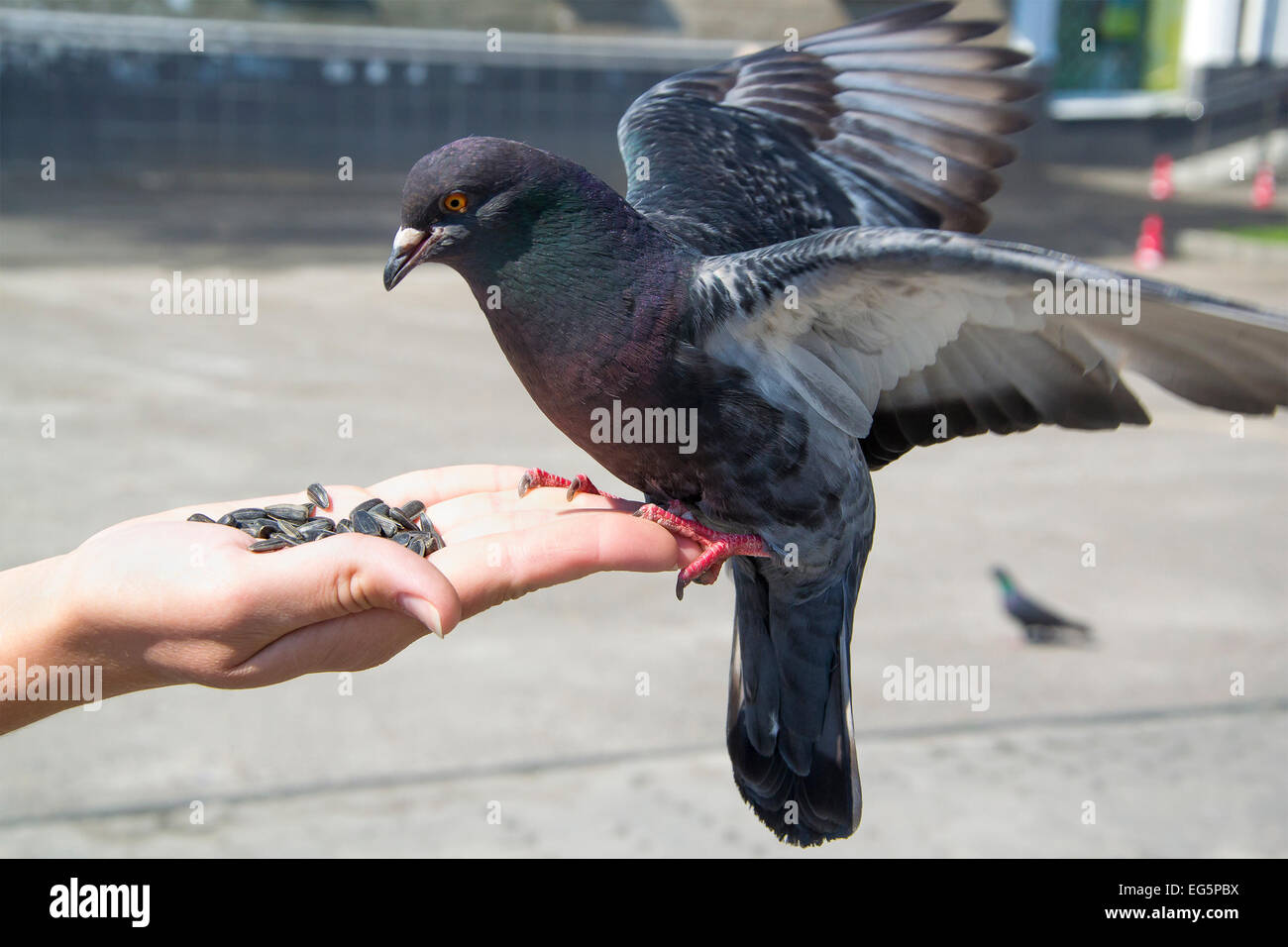 Pigeon on hand Stock Photo - Alamy