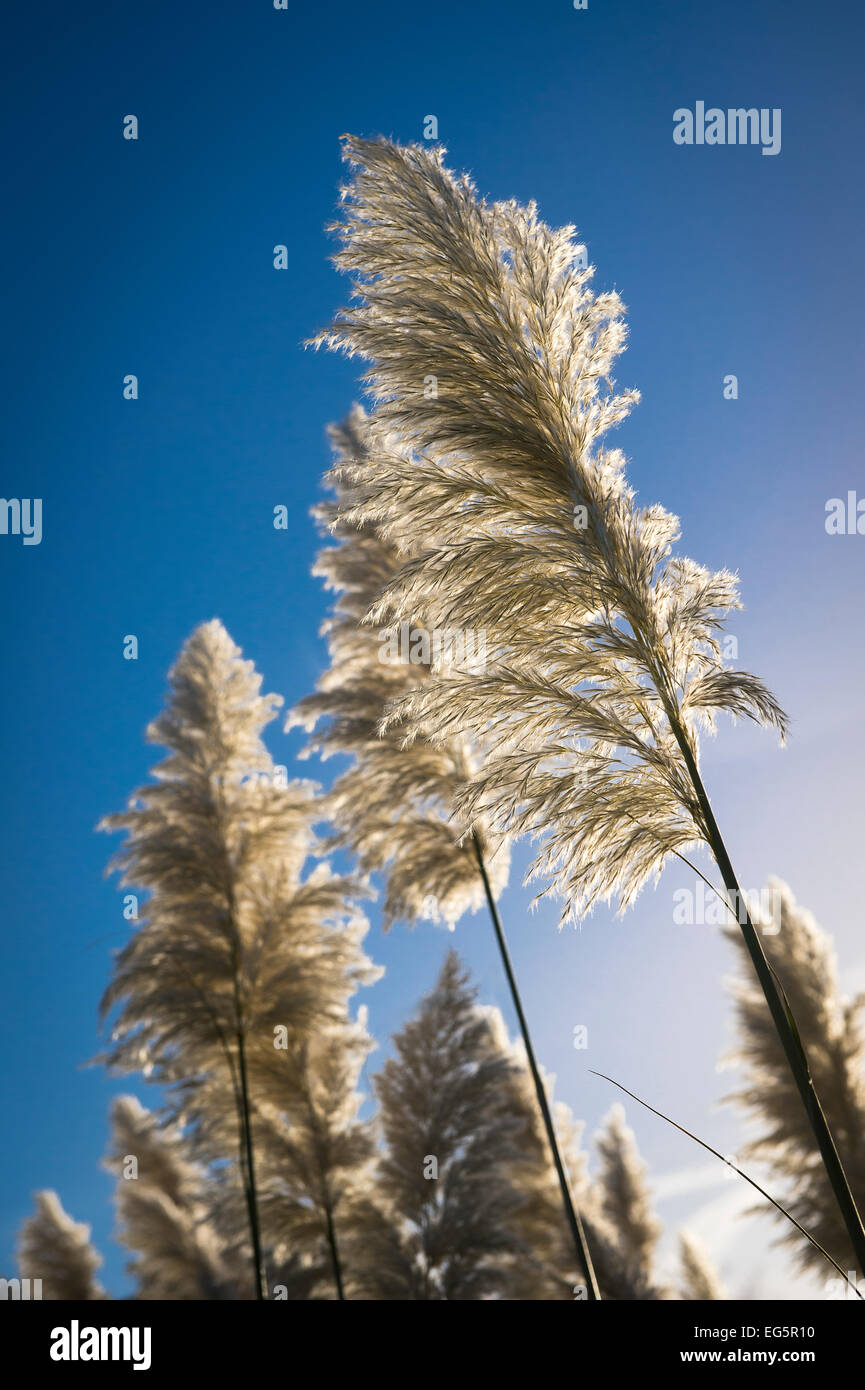 Pampas plants hi-res stock photography and images - Alamy
