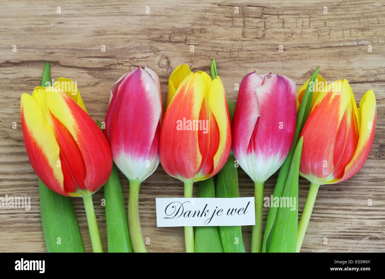Dank je wel (which means thank you in Dutch) with colorful tulips Stock ...