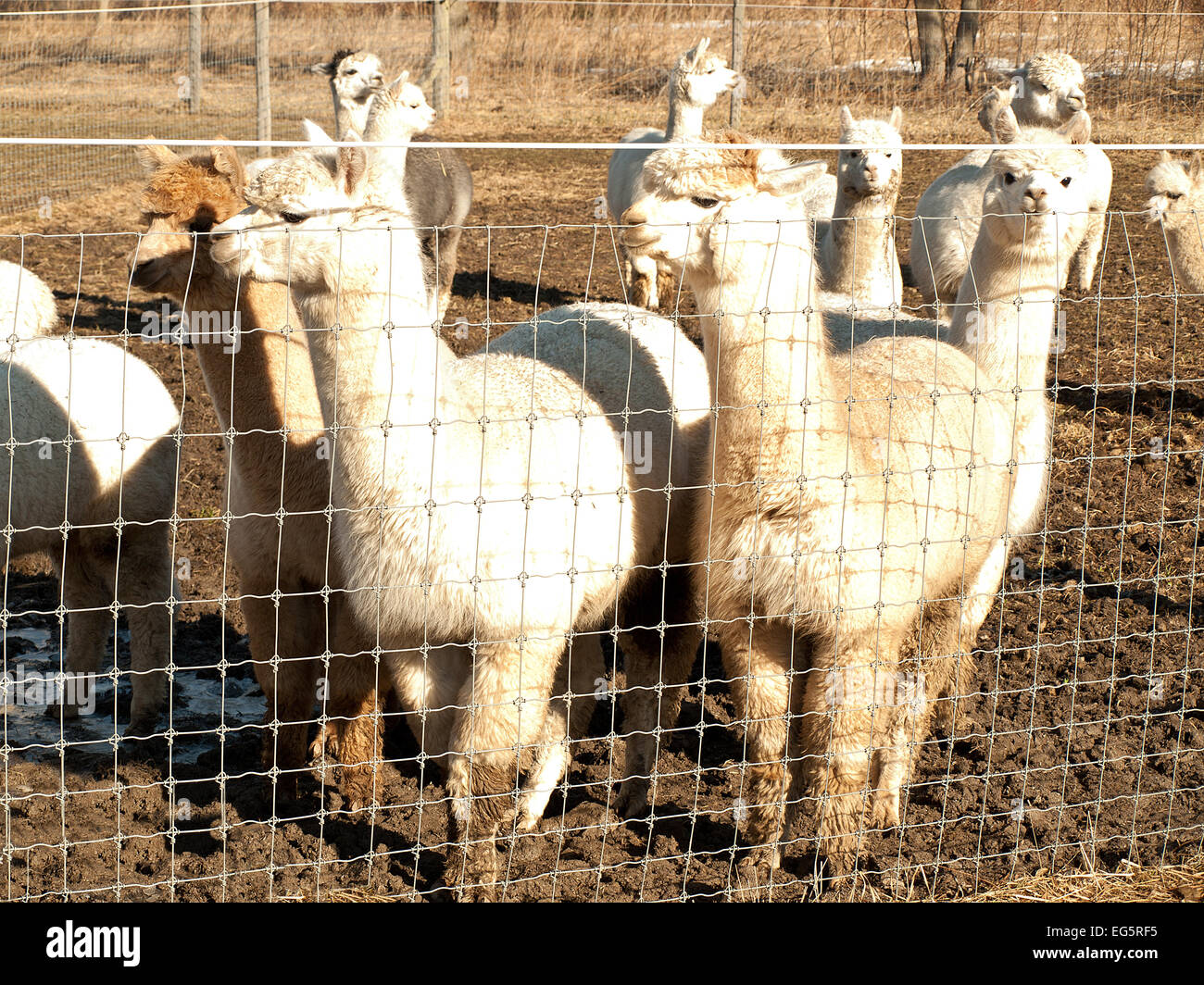 alpacas behind their fence Stock Photo - Alamy