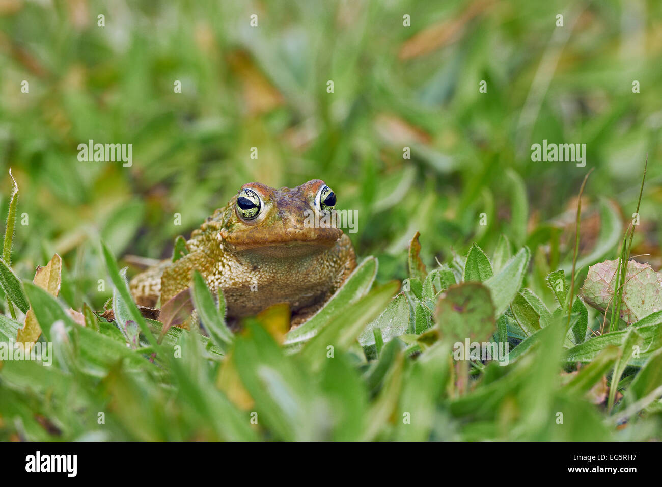 Sapo Corredor, Natterjack Toad, Bufo calamita, Benalmadena, Malaga ...
