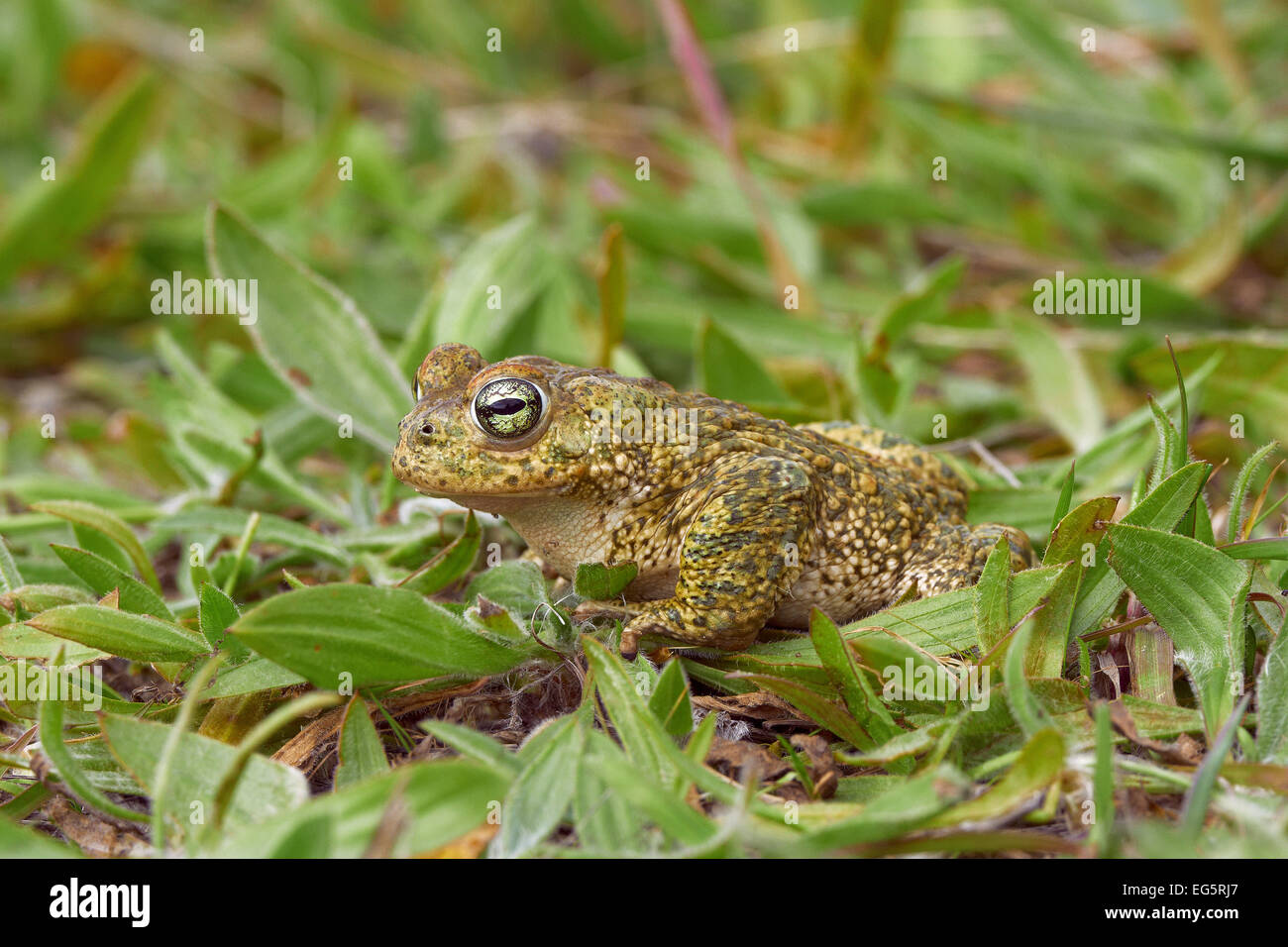 Sapo Corredor, Natterjack Toad, Bufo calamita, Benalmadena, Malaga ...
