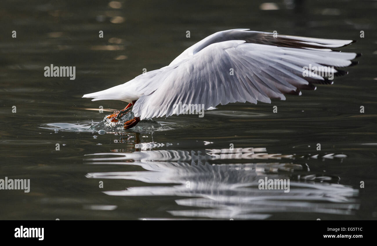 Black Headed gull flying off Stock Photo - Alamy