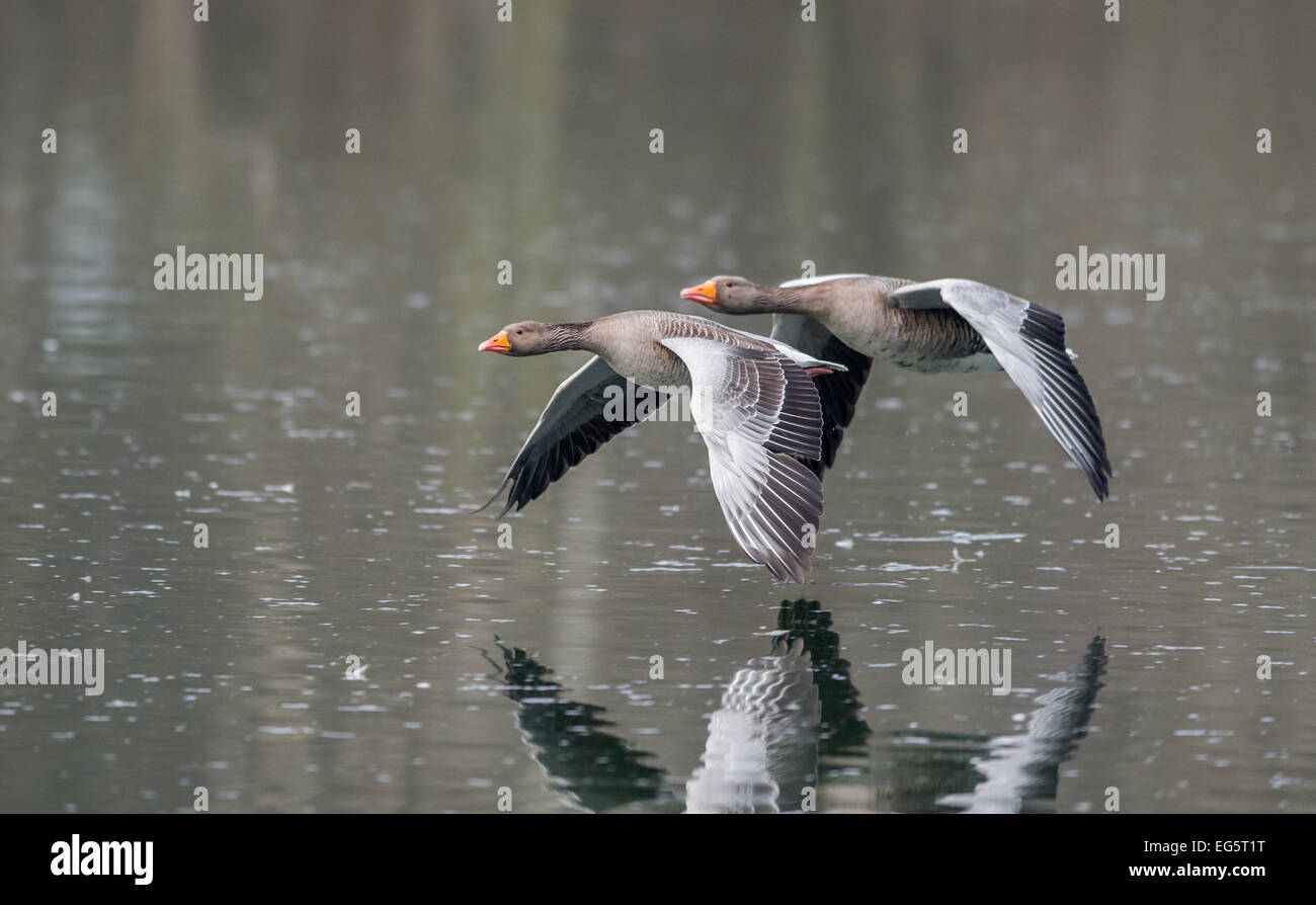 Greylag geese flying low over a lake with reflections Stock Photo - Alamy