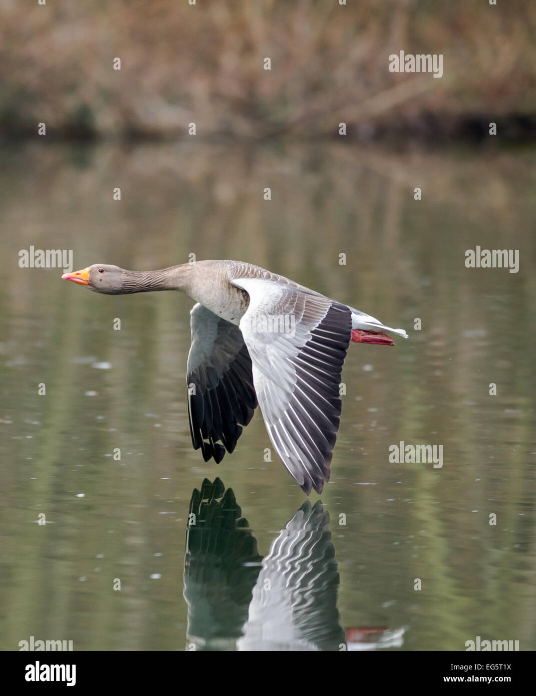 Geese flying over pond hi-res stock photography and images - Alamy
