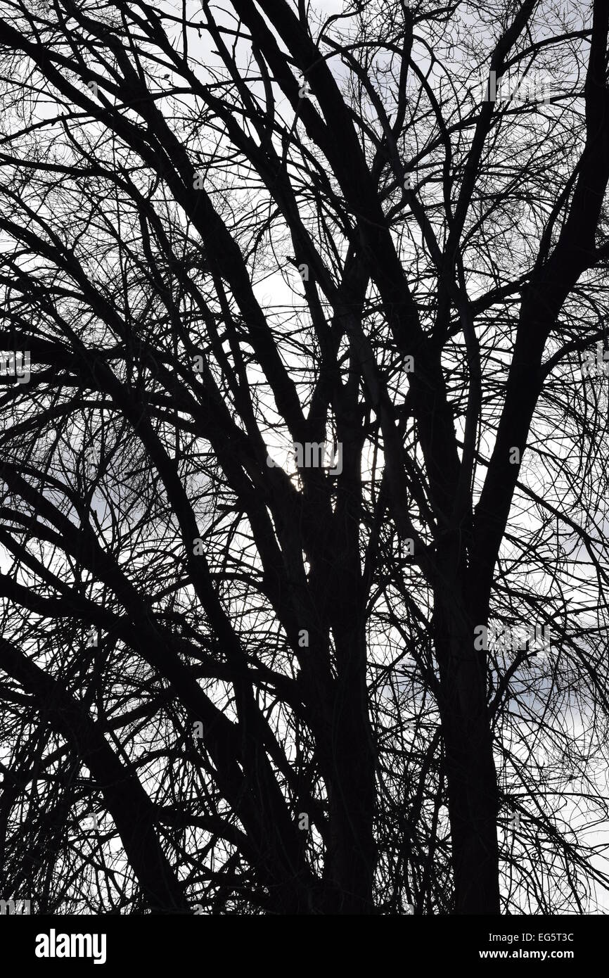 Barren winter tree hi-res stock photography and images - Alamy