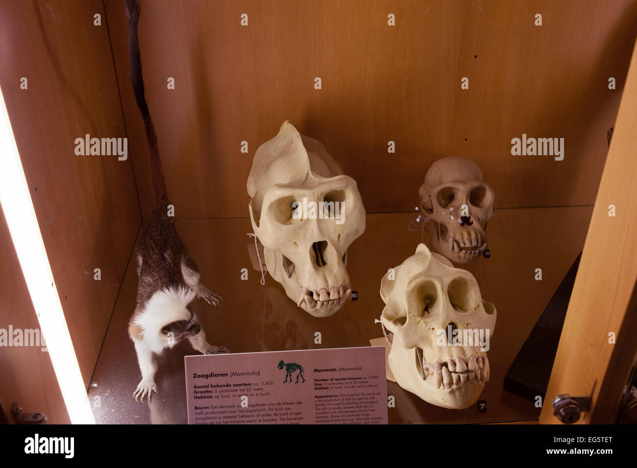 Monkey skull hi-res stock photography and images - Alamy