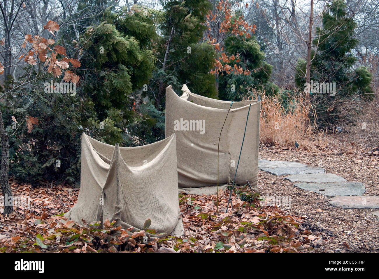 Burlap winter plant protection Stock Photo - Alamy