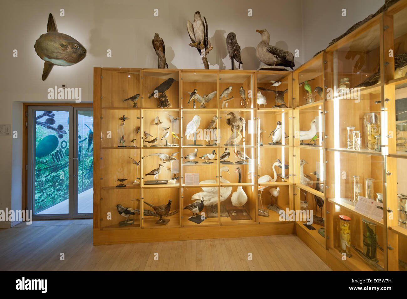 Biodiversity - species collection exhibition in Natural History Museum ...