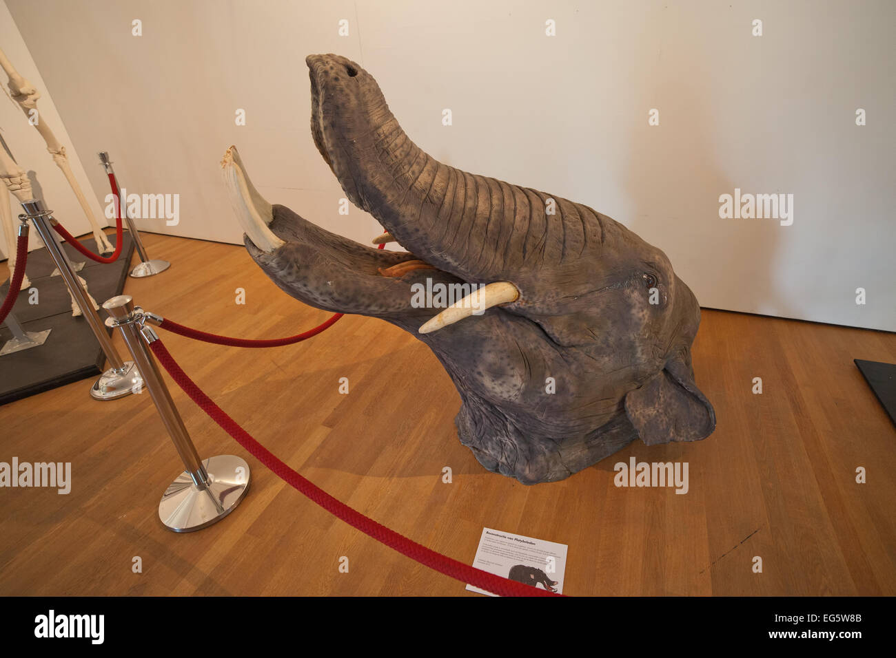 Platybelodon Skeleton