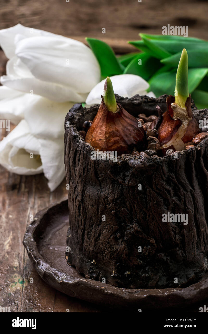 sprouted bulbs on white background fresh cut tulips Stock Photo - Alamy