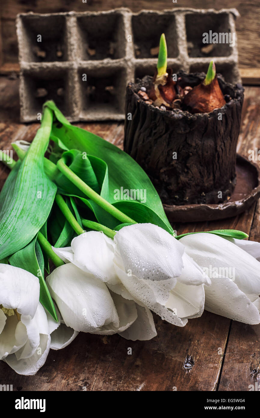 sprouted bulbs on white background fresh cut tulips Stock Photo - Alamy