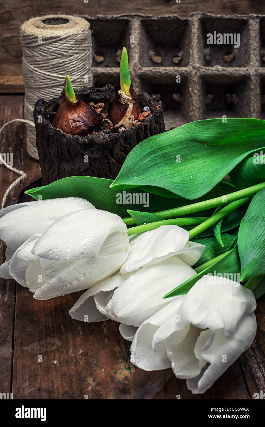 sprouted bulbs on white background fresh cut tulips Stock Photo - Alamy