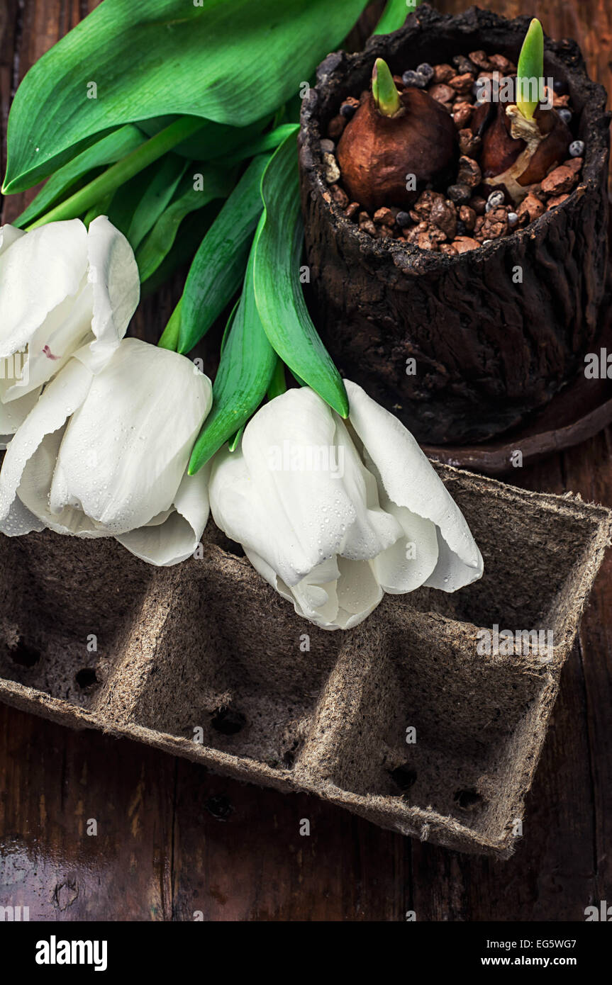 sprouted bulbs on white background fresh cut tulips Stock Photo - Alamy