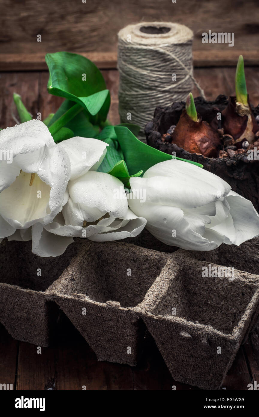 Sprouted bulbs hi-res stock photography and images - Alamy
