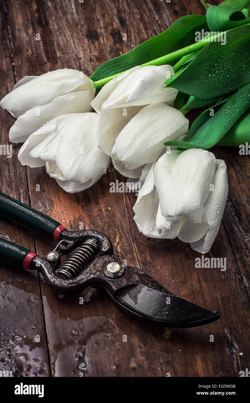 sprouted bulbs on white background fresh cut tulips Stock Photo - Alamy