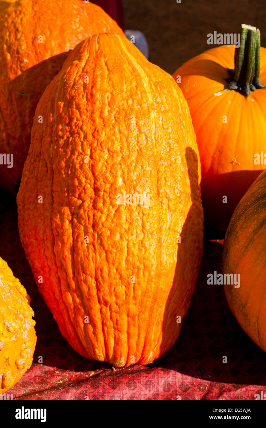 Pebbled squash on a stall Farmers Market Chapel Hill North Carolina ...