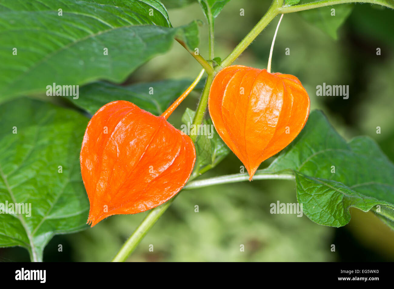 Chinese lantern plant hi-res stock photography and images - Alamy