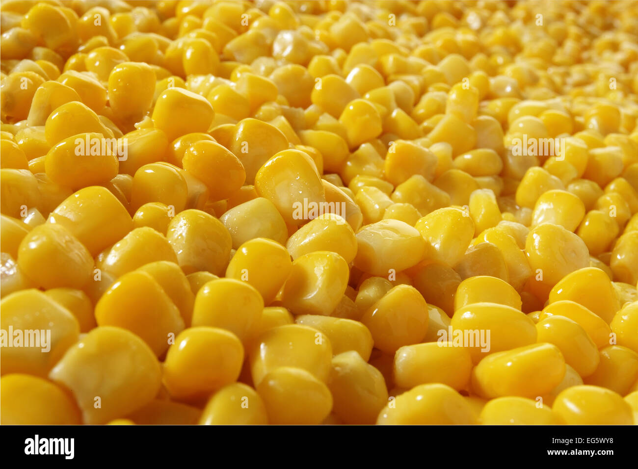 Maize grains close-up Stock Photo - Alamy