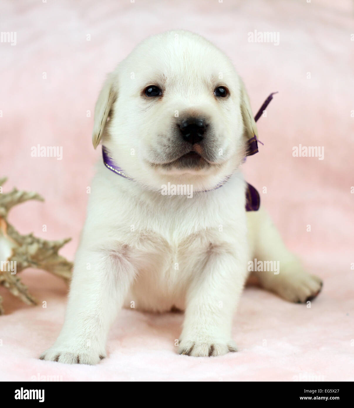 yellow labrador puppy sitting on a pink background Stock Photo - Alamy