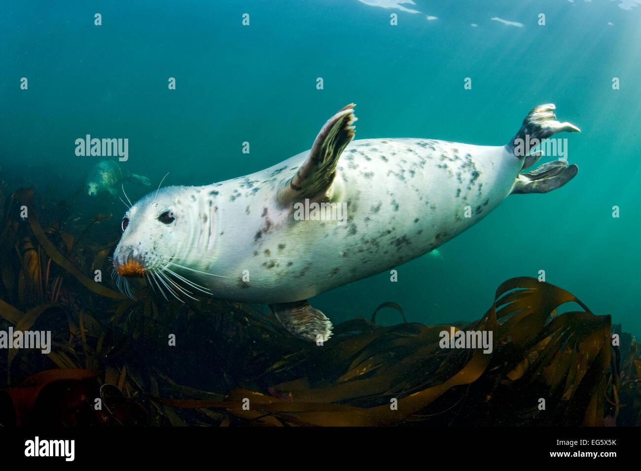 Atlantic grey seals underwater hi-res stock photography and images - Alamy