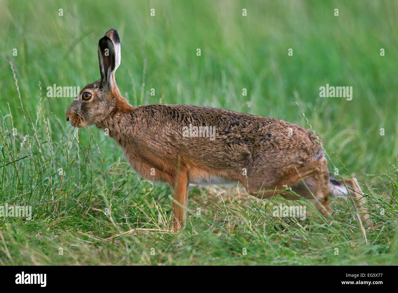 European Brown Hare (Lepus europaeus) stretching limbs in meadow Stock ...