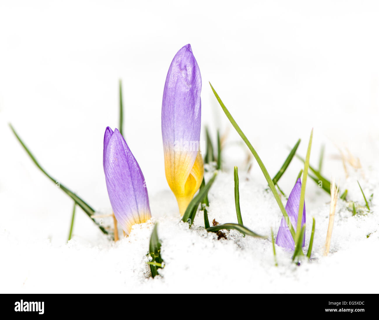 Spring is arriving - first crocus flowers in the snow Stock Photo - Alamy