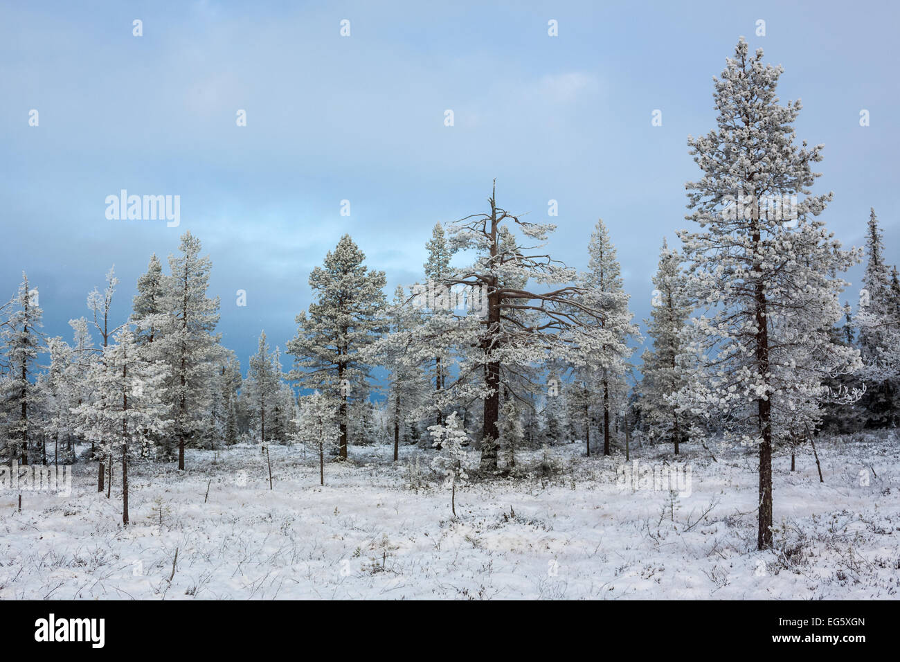 Syote national finland hi-res stock photography and images - Alamy
