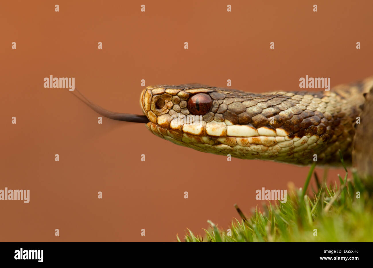 Adder eyes hi-res stock photography and images - Alamy