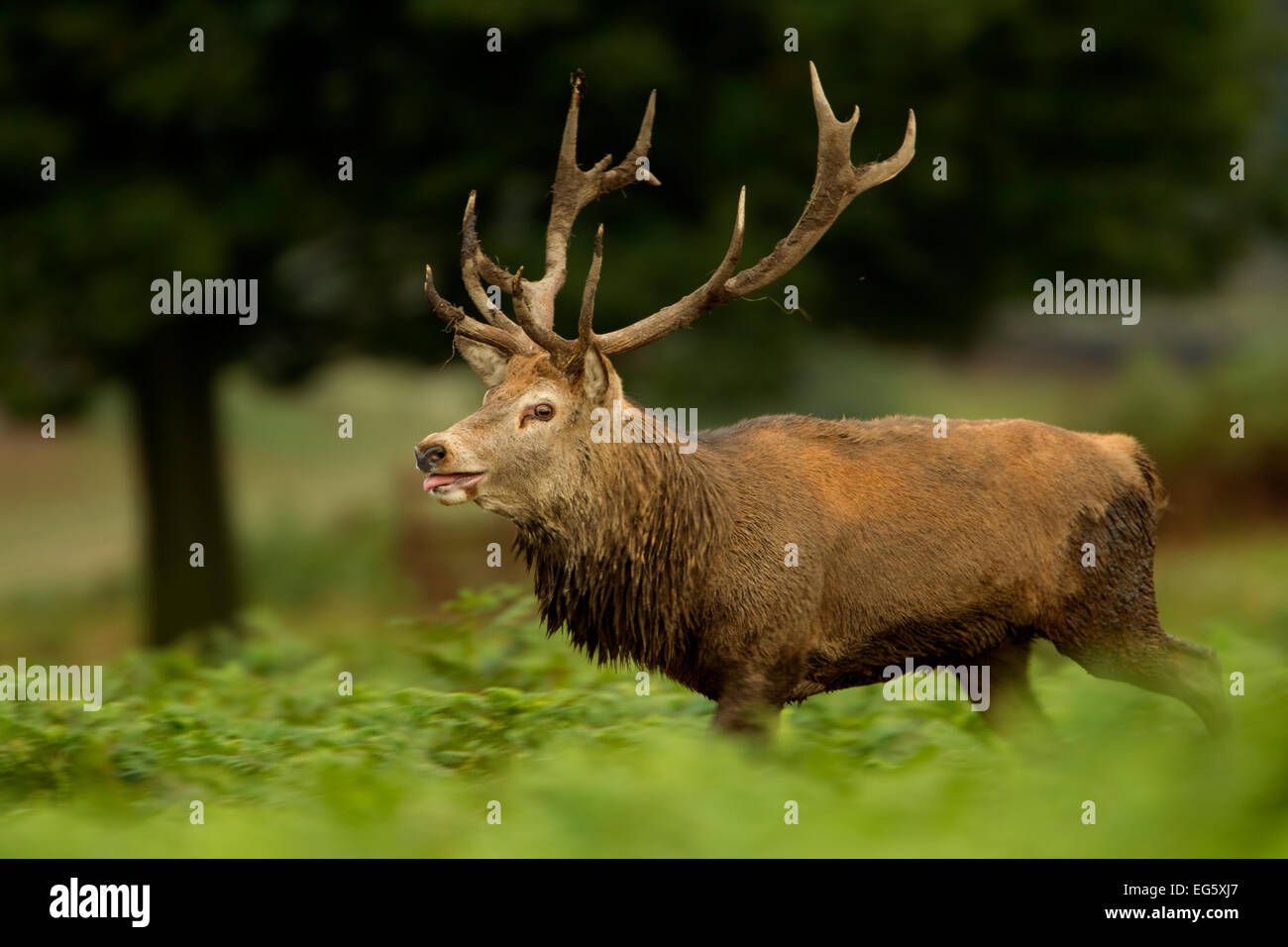 Red deer (Cervus elaphus) stag bellowing, Bradgate Park, Leicestershire ...
