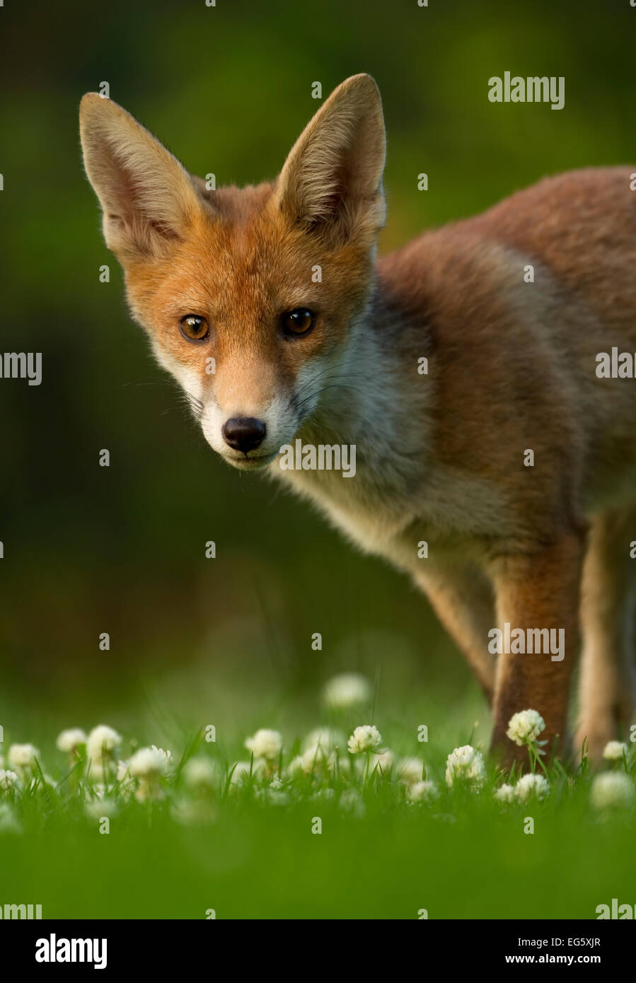 0077 hi-res stock photography and images - Alamy