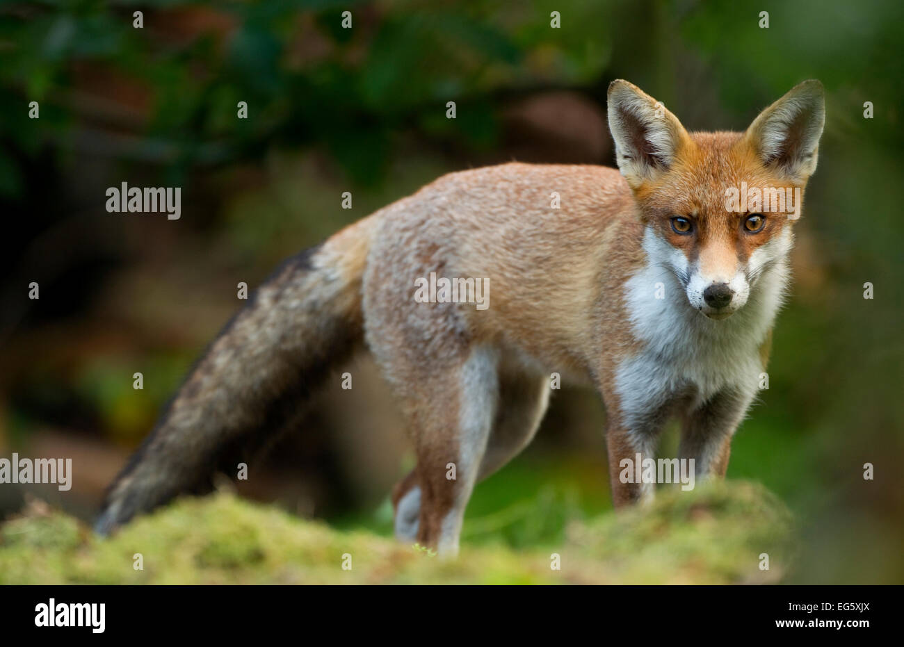 Red Fox (Vulpes vulpes) Leicestershire, England, UK, September Stock ...