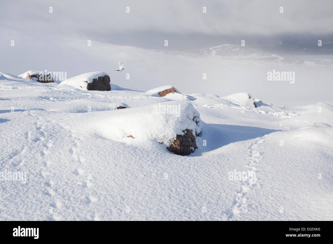 Rock ptarmigan (Lagopus mutus) flying from boulder field in winter ...