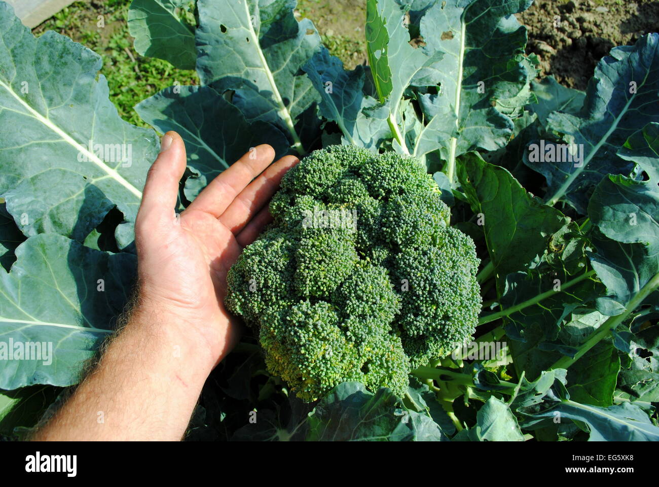 Broccoli man hi-res stock photography and images - Alamy