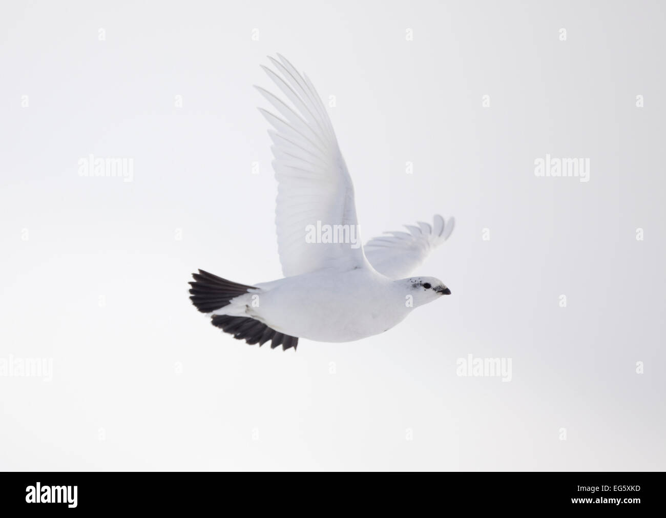 Rock ptarmigan (Lagopus mutus) female in flight in winter plumage ...