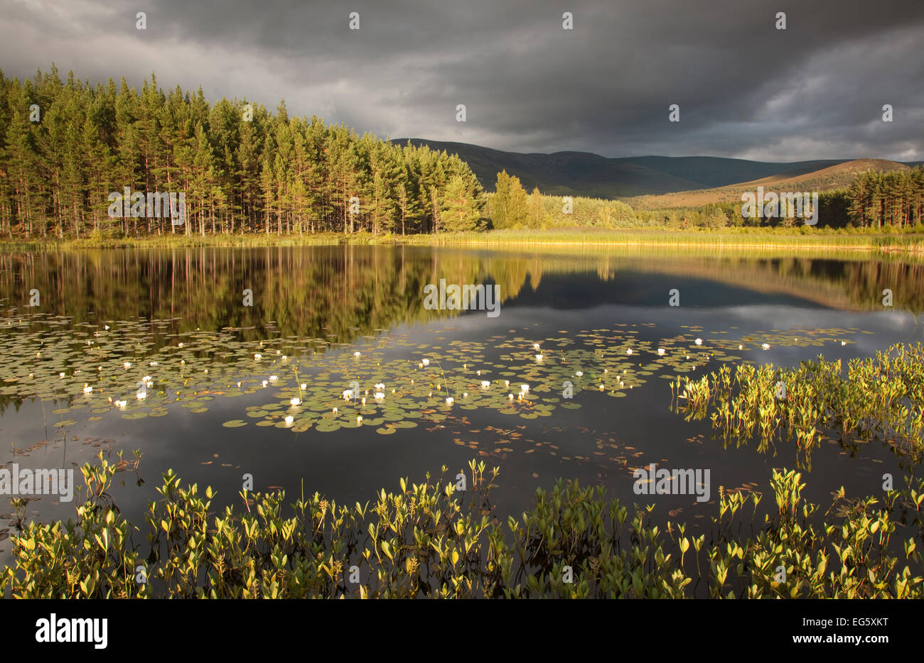 Stormy light over bog, Glenfeshie, Cairngorms NP, Highlands, Scotland, UK, August 2010 ...