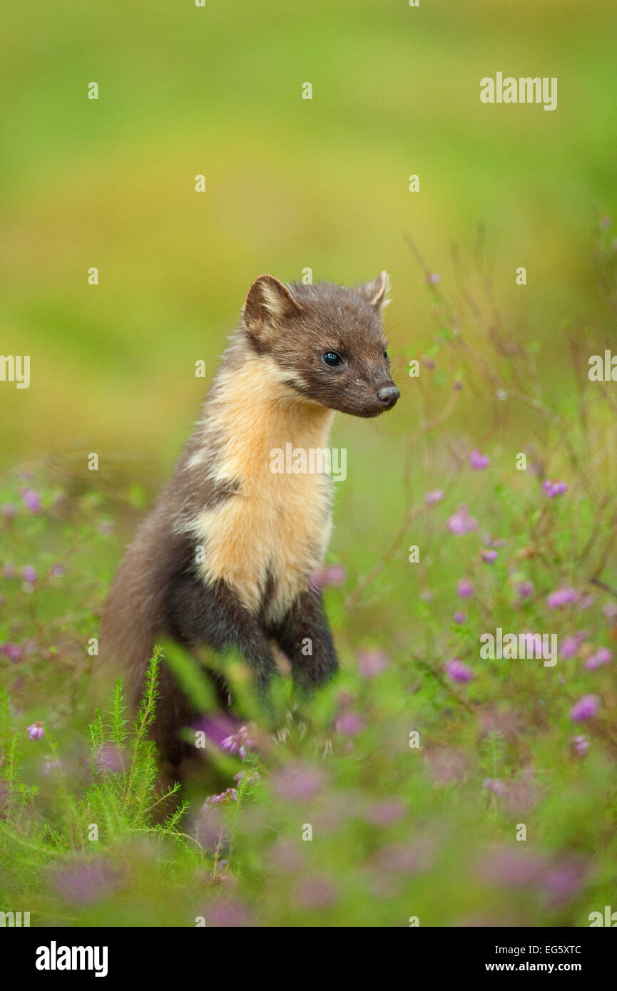 Female pine marten hi-res stock photography and images - Alamy