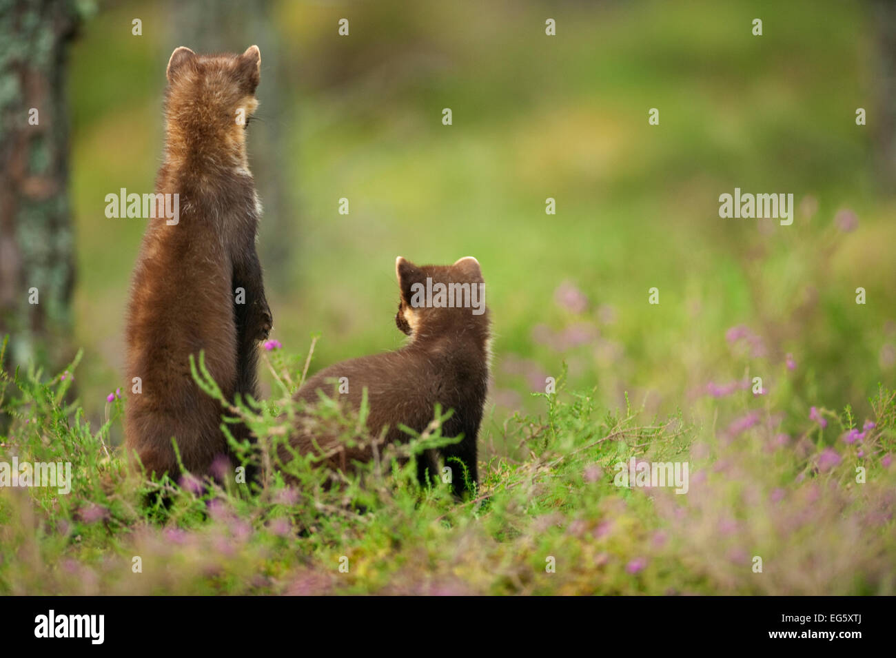 Pine marten (Martes martes) rear view of adult female standing up with ...