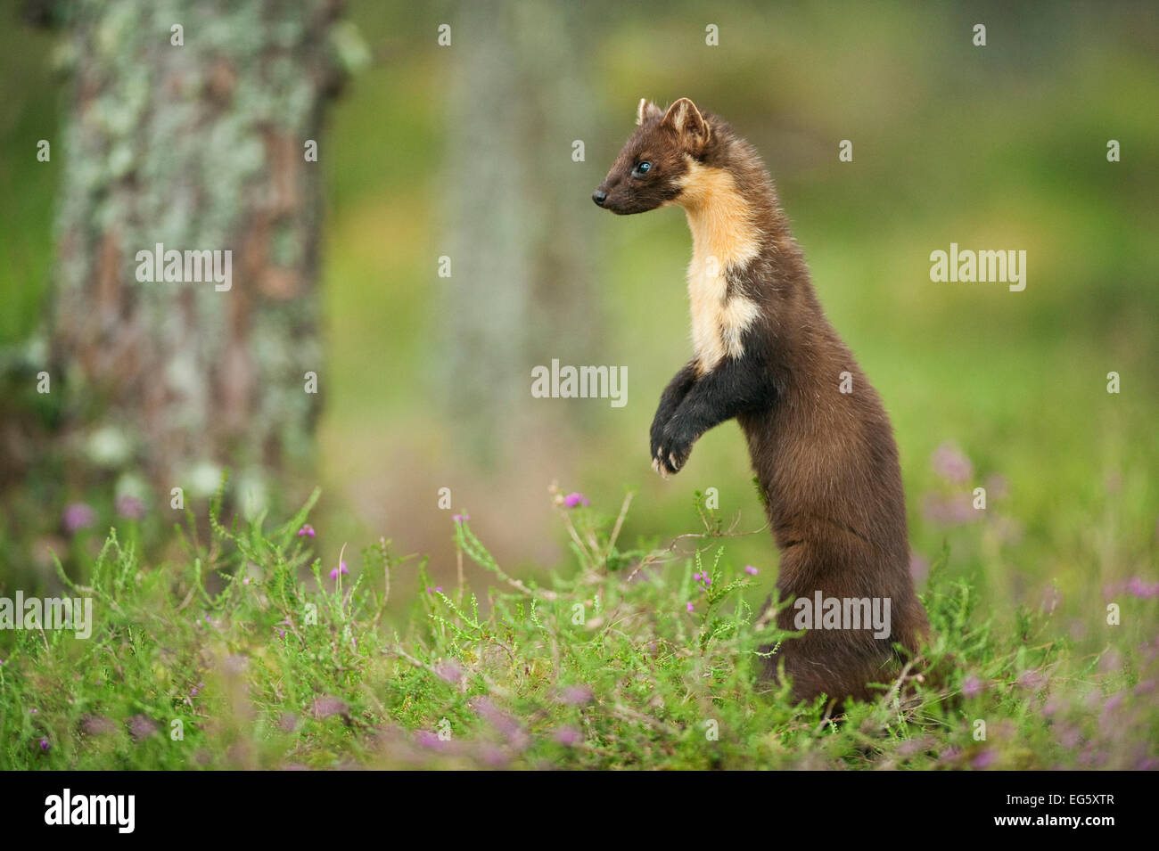 Female pine marten hi-res stock photography and images - Alamy