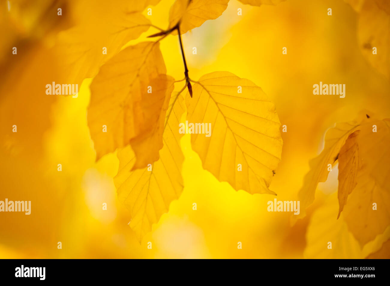 European Beech tree {Fagus sylvatica} Yellow leaves in autumn, Sence ...