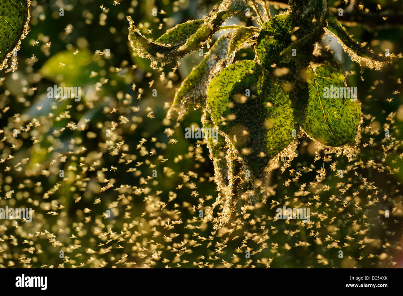 Aphids water hi-res stock photography and images - Alamy