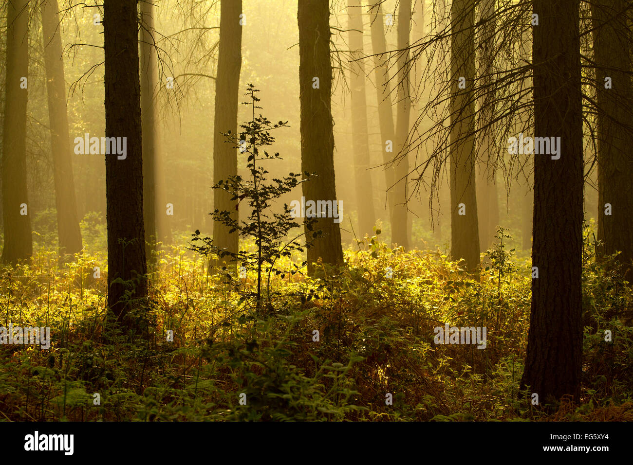 The national forest midlands hi-res stock photography and images - Alamy