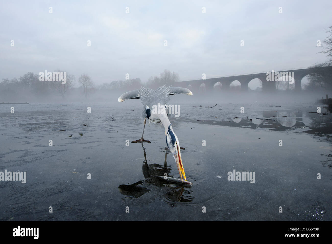 Reddish vale country park hi-res stock photography and images - Alamy