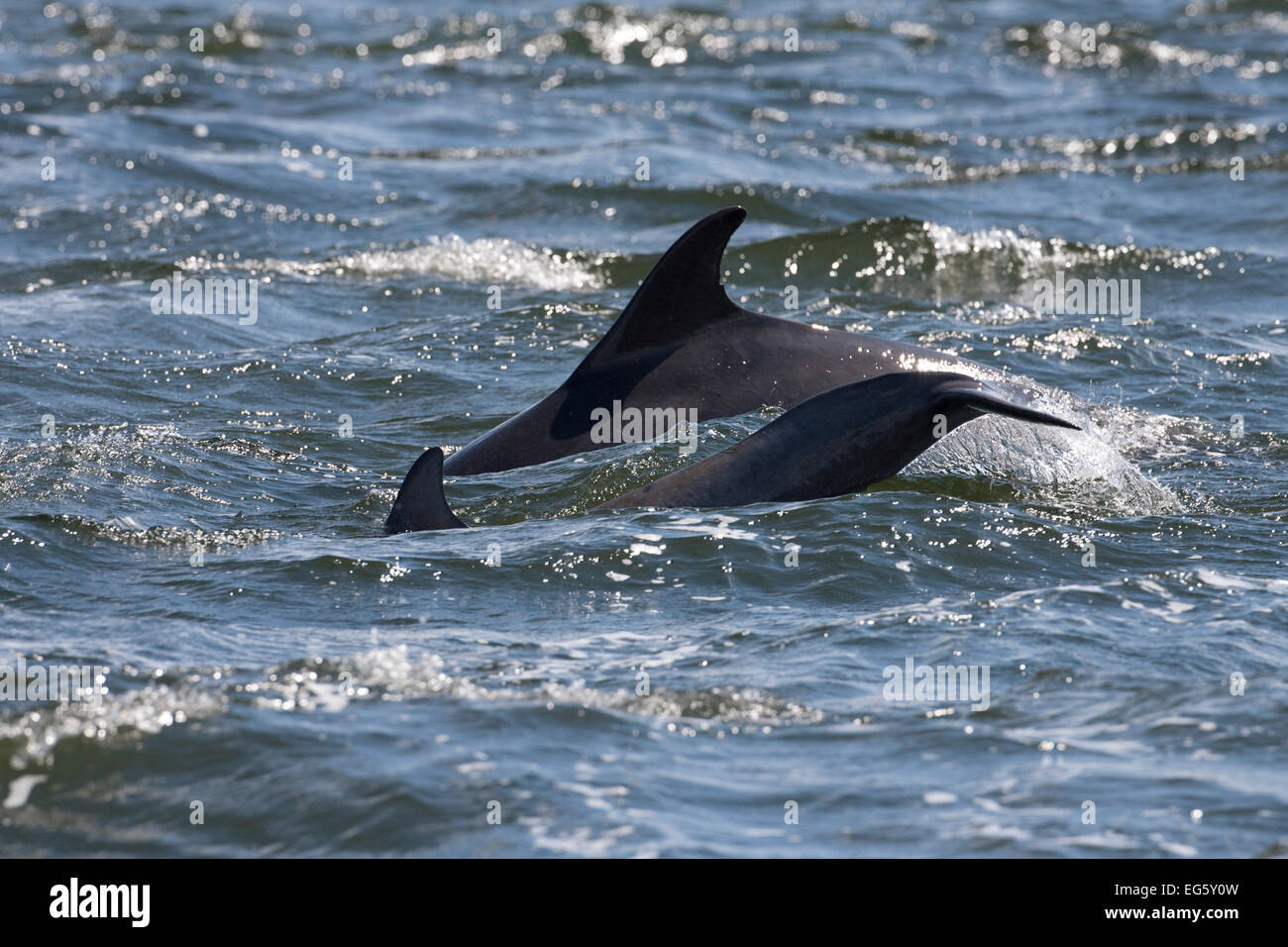 Bottlenose dolphins (Tursiops truncatus) adult and juvenile surfacing ...