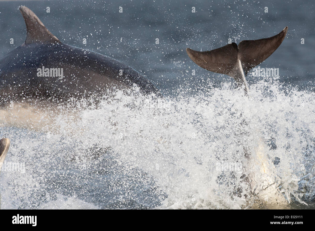 Two Bottlenose dolphins (Tursiops truncatus) breaching, Moray Firth ...
