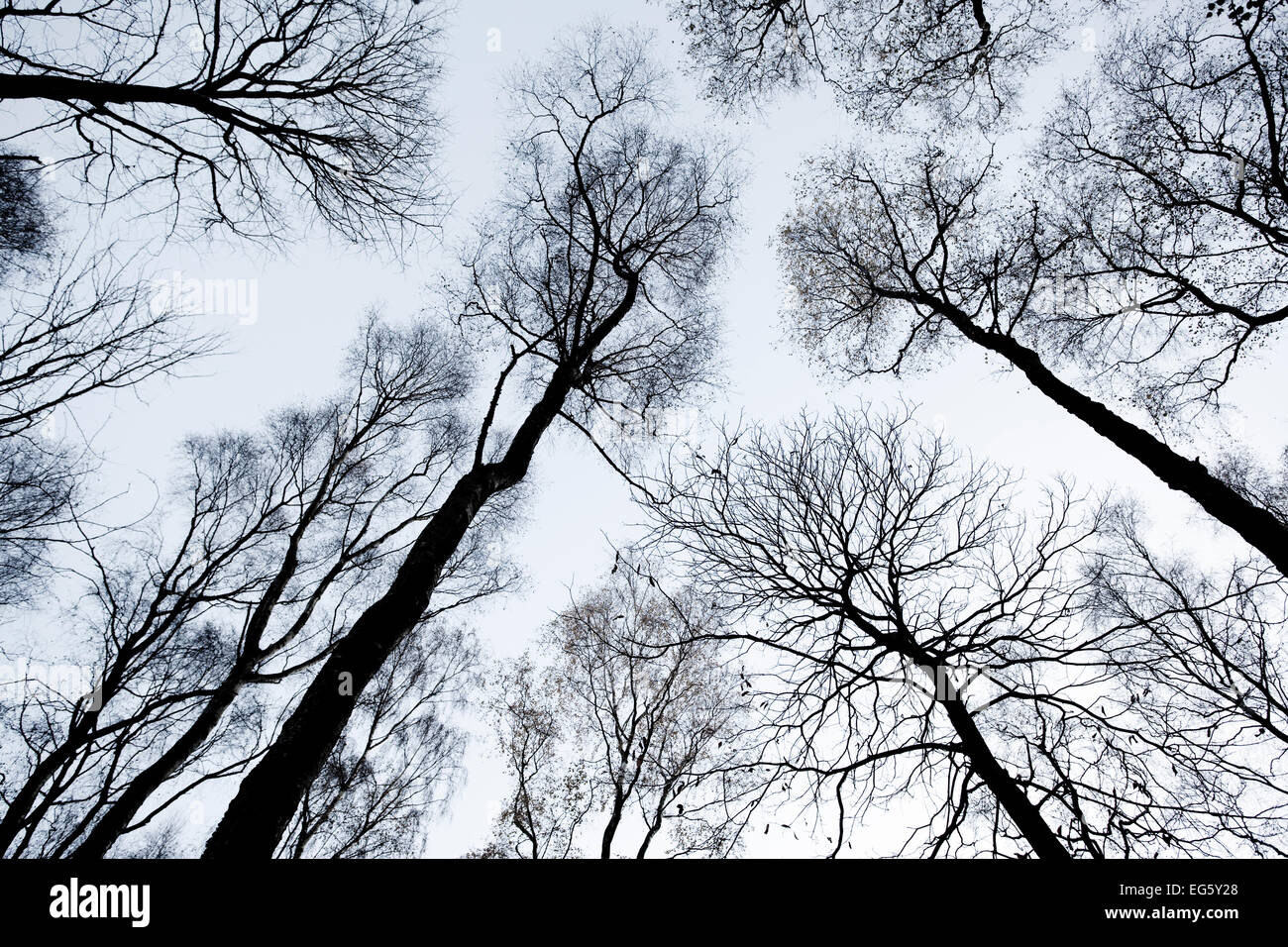 View up through skeletal branches of Birch trees against a winter sky ...
