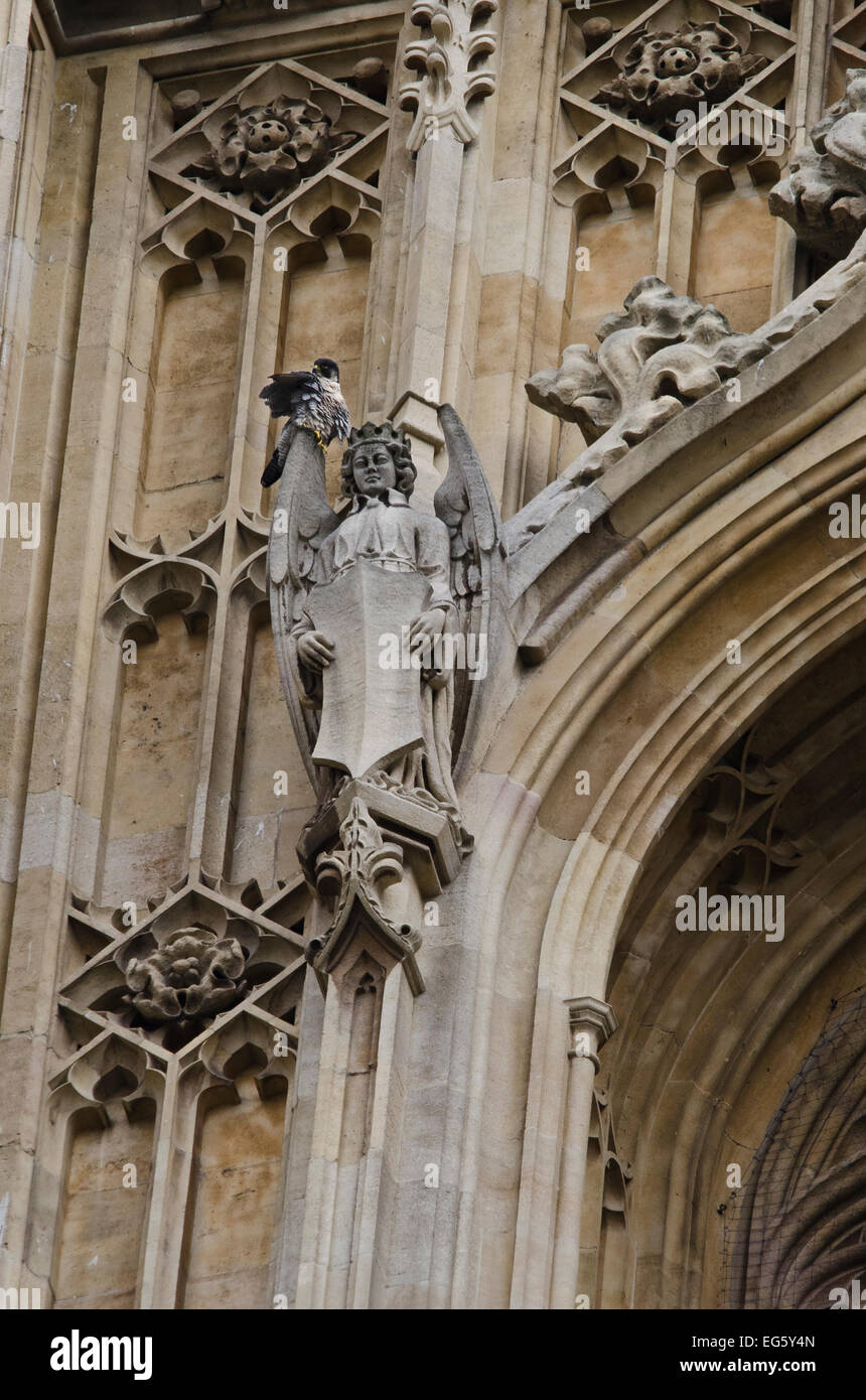 Adult Peregrine falcon (Falco peregrinus) perched on an angel gargoyle ...