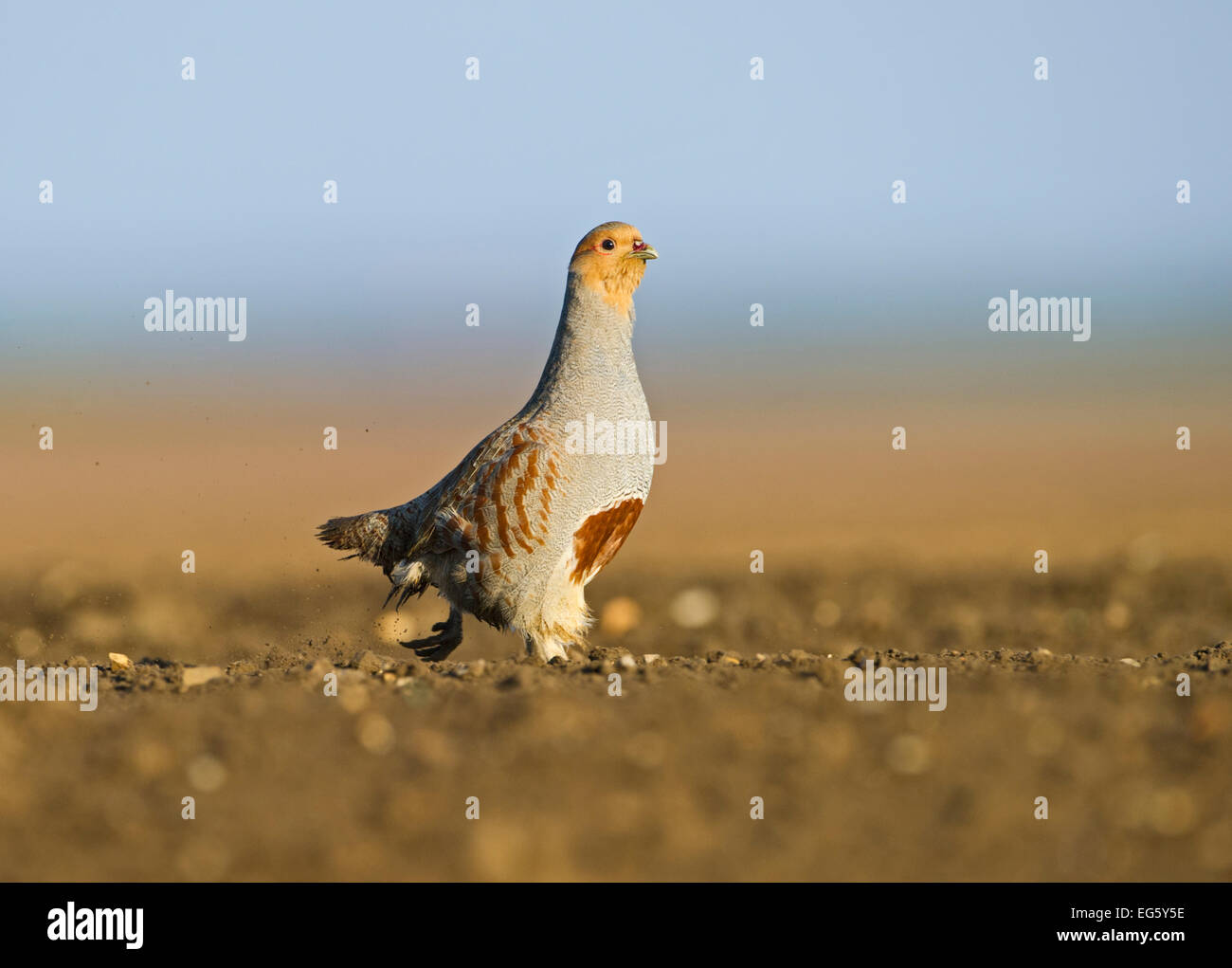 Grey Partridge (Perdix perdix) on a bare field, scraping for food ...