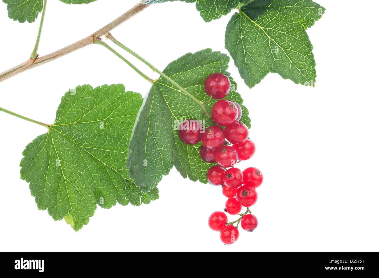 Red currants on the bush, isolated on white background Stock Photo - Alamy