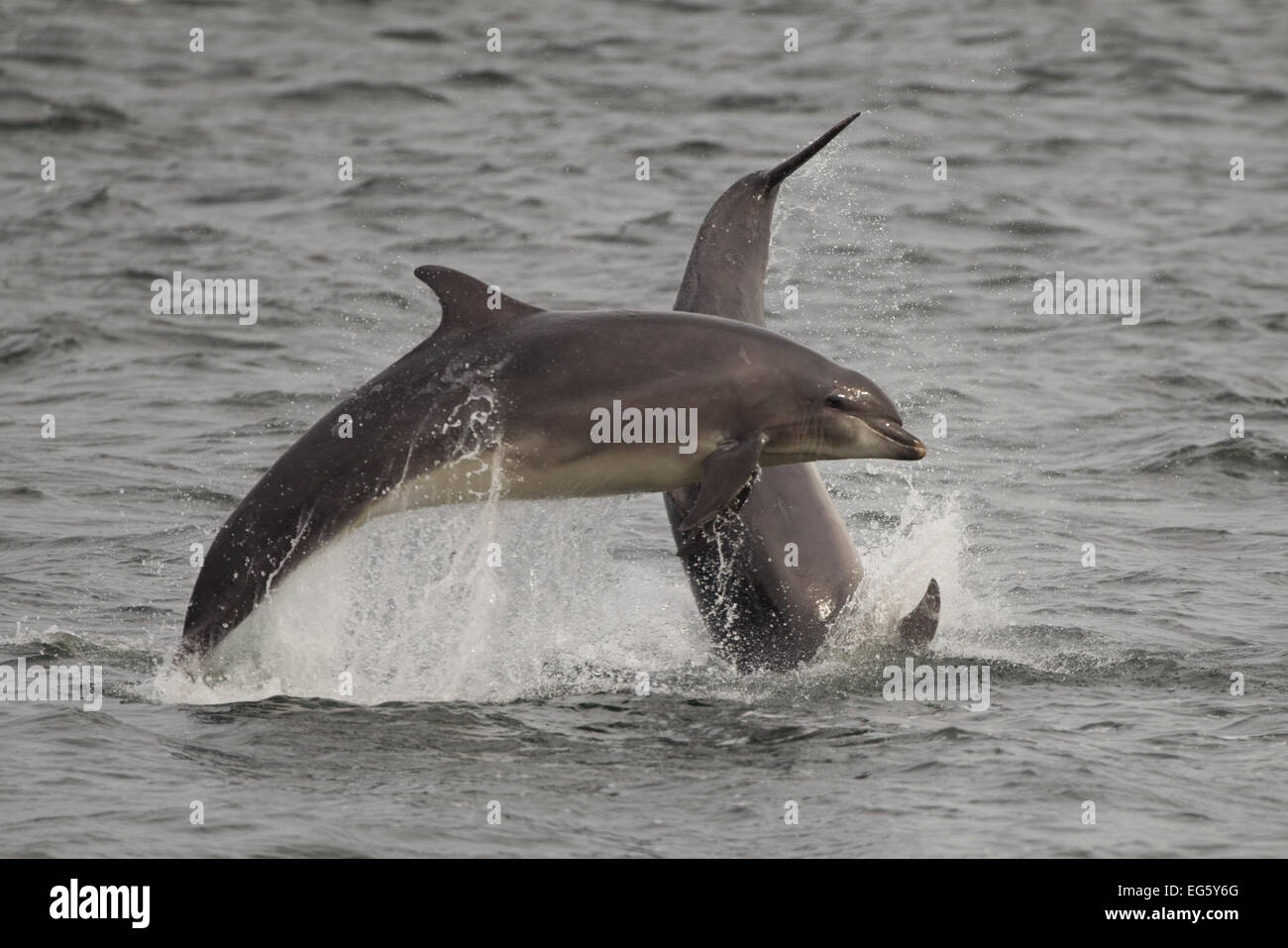 Bottle nosed dolphins scotland hi-res stock photography and images - Alamy